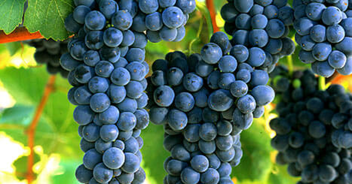 Baroota Creek Shiraz Is A Masterpiece Worthy Of Hans Heysen - Flinders Run